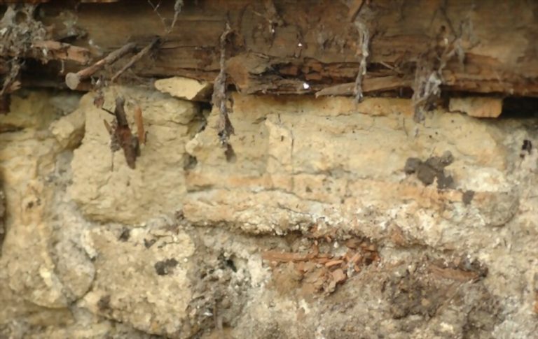 Sill Plate Replacement: A Step-By-Step Guide